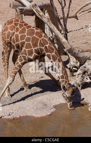 Giraffe animal drinking water from river in safari park with reflection ...