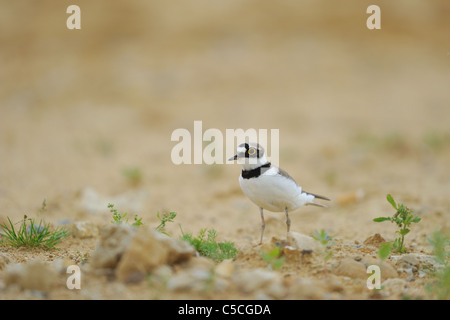 Little ringed plover - Little plover - Ring-necked plover (Charadrius ...