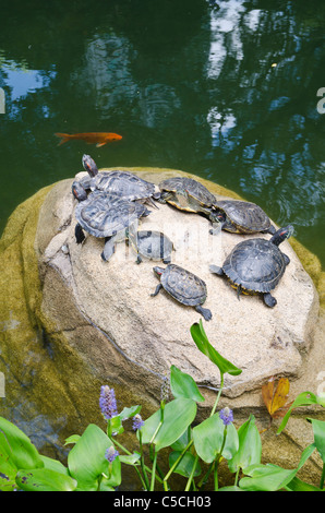 Turtles on a rock at the Hong Kong Park, Hong Kong, SAR of China Stock ...