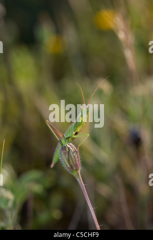Apteromantis aptera praying mantis Stock Photo - Alamy