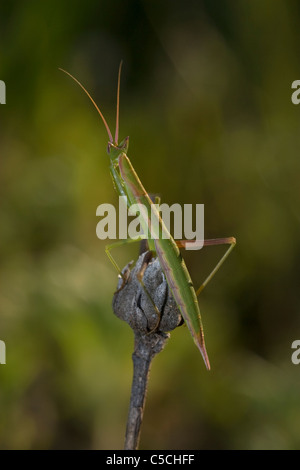 Apteromantis aptera praying mantis Stock Photo - Alamy