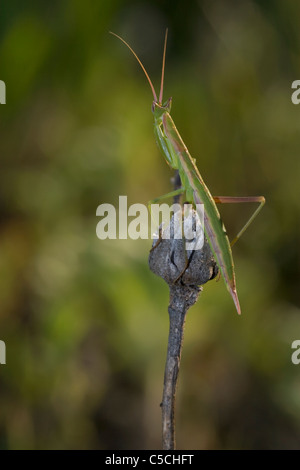 Apteromantis aptera praying mantis Stock Photo - Alamy