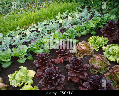 Vegetable garden in its own garden plot summer harvest Stock Photo - Alamy