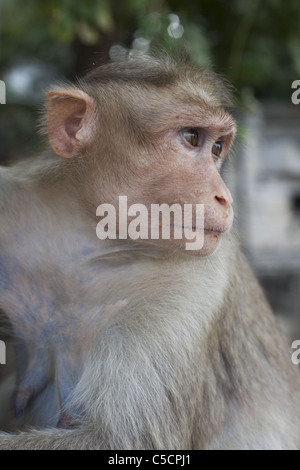 Bonnet macaque (Macaca radiata) female portrait . Hampi, Karnataka ...