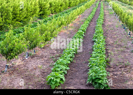 Intercropping, young peach orchard, string beans Stock Photo - Alamy