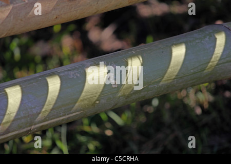 Bamboo Section, Half Cut, India Stock Photo - Alamy