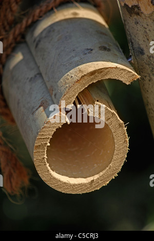 Bamboo Section, Half Cut, India Stock Photo - Alamy