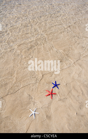 Three starfish, above view Stock Photo - Alamy