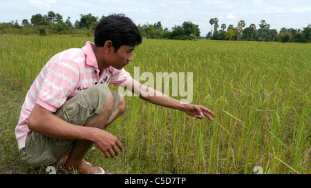 CAMBODIA Farmer in rice field with poor harvest due to drought Stock ...