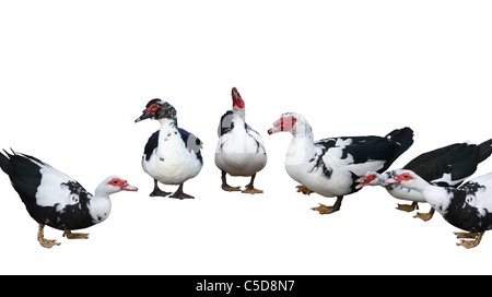 Muscovy duck and ducks isolated on white background Stock Photo - Alamy