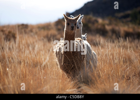 Alpacas on Suasi island , the only private island on Lake Titicaca ...