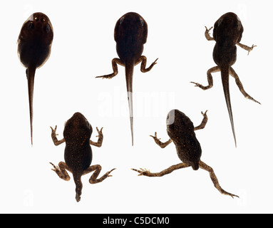 Stages of development of a frog Stock Photo - Alamy