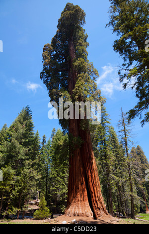 Big Trees Trail in Sequoia National Park where are the biggest trees of ...
