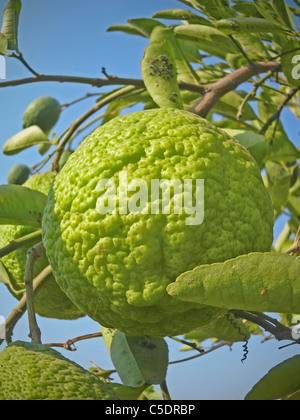 Citrus aurantium Linn, Sour Orange, Idlimbu Stock Photo: 37797810 - Alamy