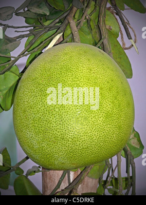 Popnus, a sweet and soure tasty fruit Stock Photo - Alamy