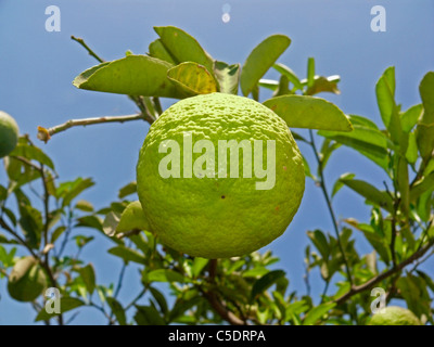 Citrus aurantium Linn, Sour Orange, Idlimbu Stock Photo - Alamy