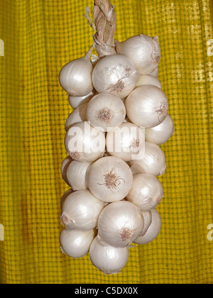 Common onions (Allium cepa Stock Photo - Alamy