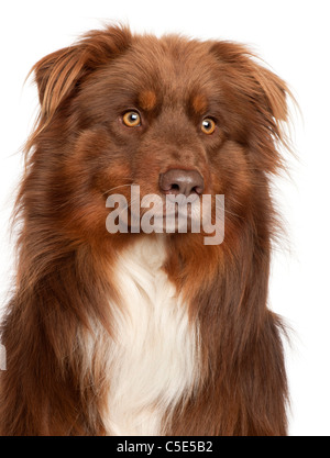 Cute Australian Shepherd dog in summer hat with suitcase on blue ...