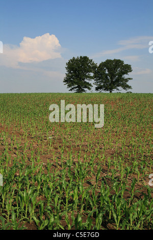A Midwestern corn field Stock Photo - Alamy