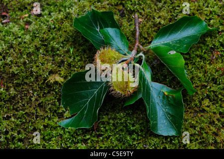 Beech mast on moss UK Stock Photo - Alamy