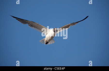 Seagull overhead in flight, in sunlight Stock Photo - Alamy