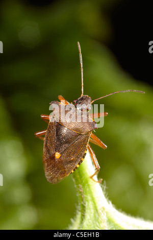 Forest Shield Bug Stock Photo - Alamy