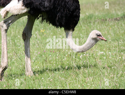 ostrich at Longleat safari and adventure park Stock Photo - Alamy