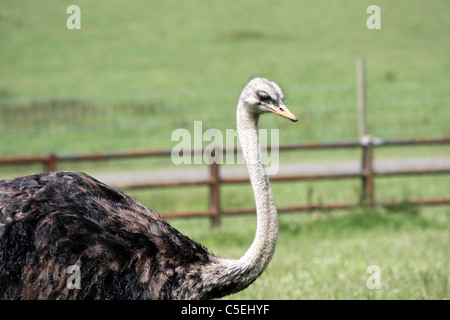 ostrich at Longleat safari and adventure park Stock Photo - Alamy