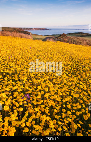 Boscregan farm west Cornwall corn marigolds Stock Photo - Alamy