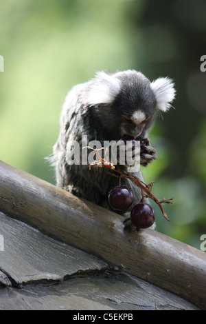Marmoset monkey eating grape at Longleat safari and adventure park ...