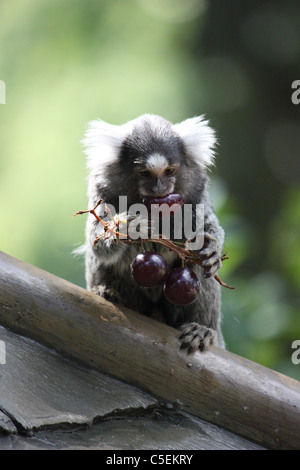 Marmoset monkey eating grape at Longleat safari and adventure park ...