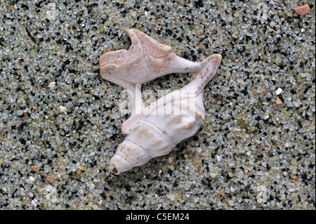 Pelican's foot shell Stock Photo - Alamy