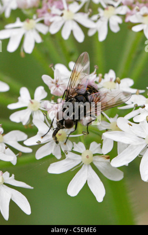 Muscid Fly, Graphomya maculata, Muscidae, Diptera. Male Stock Photo - Alamy