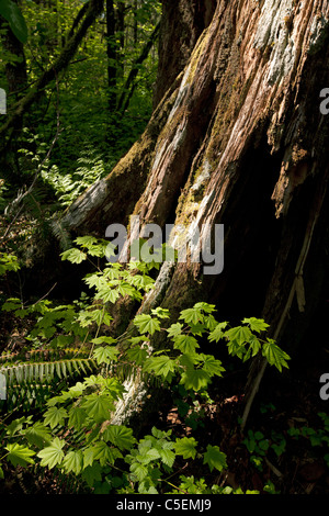 Virgin rain forest by river Stock Photo - Alamy