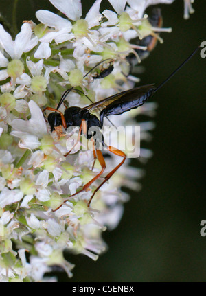 Ichneumon Wasp, Pimpla hypochondriaca, Ichneumonidae, Apocrita ...