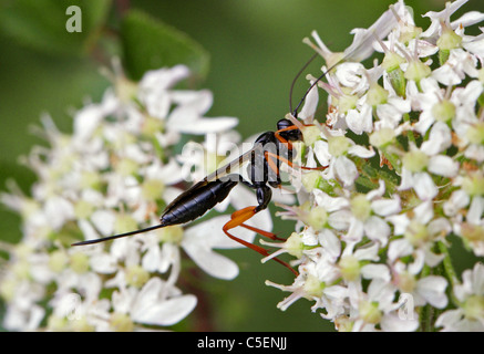 Ichneumon Wasp, Pimpla hypochondriaca, Ichneumonidae, Apocrita ...