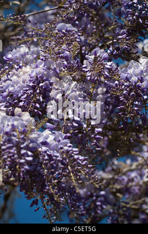 Full Bloom Lilac Flowers in Spring Stock Photo - Alamy