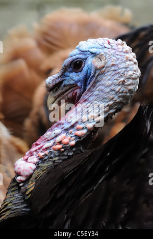 Turkey bird neck or head close up against a green grass background ...