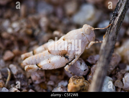 A Kelso Grasshopper Nymph (Xeracris minimus) camouflaged on desert ...