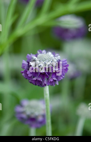 Primula Capitata ( Capitata Primrose Stock Photo - Alamy