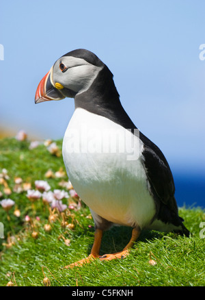 Atlantic Puffin, fratercula arctica, standing on grass on Isle of ...