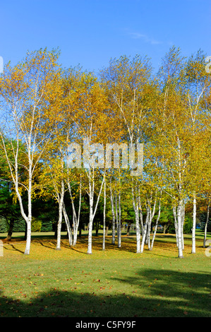 Brilliant Fall Colors at Lexington Michigan MI Stock Photo - Alamy