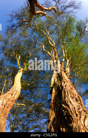 Fever Tree (Acacia xanthophloea), view into the tree top. South Africa ...