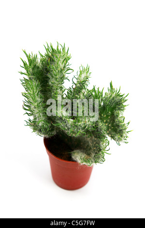 Green plant grow up on cracked stone Stock Photo - Alamy
