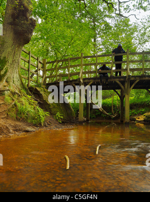 People playing pooh sticks game at The famous Pooh Bridge in the heart ...