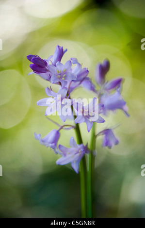 Vertical macro of Spanish bluebell flowers with green stems and dried ...