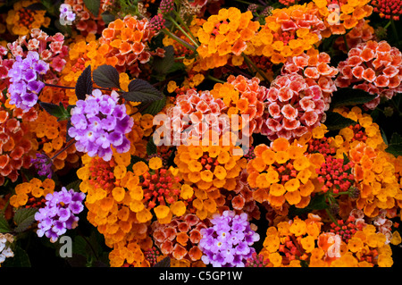 Marigold. Very beautiful bright multi-colored flowers. Close-up Stock ...