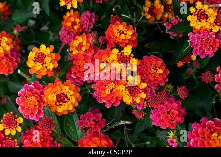 Marigold. Very beautiful bright multi-colored flowers. Close-up Stock ...