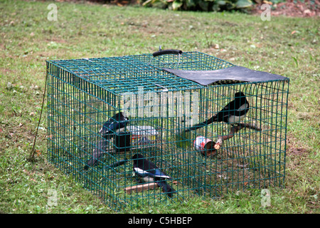 Larsen Trap used to trap Magpies - the bait Magpie has attracted two ...