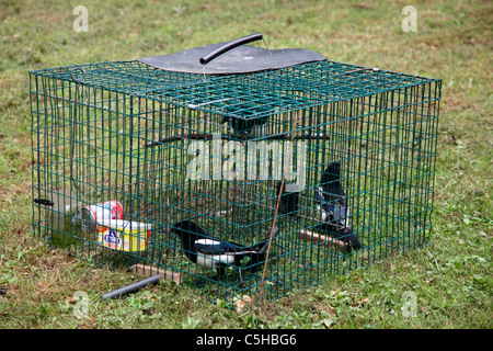 Larsen Trap used to trap Magpies - the bait Magpie has attracted two ...